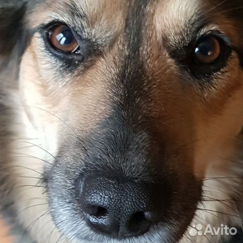 Собака девочка домашняя 3года привита, стерилизова