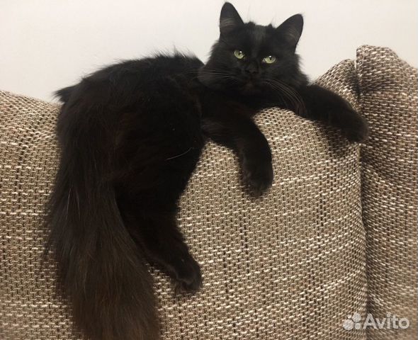 Кошечка Нюра