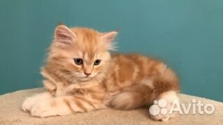 Шотландская солнечная кошечка)