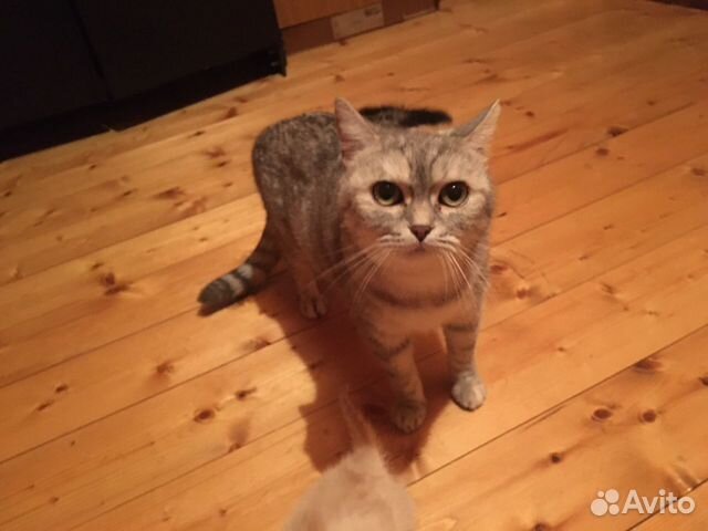 Чистокровная Шотландская кошка