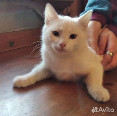 Котенок Савушка