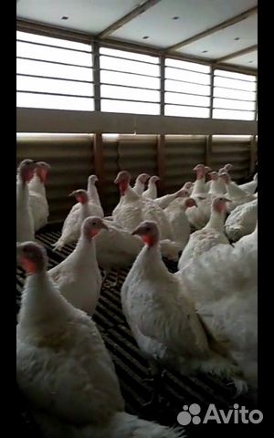 Индюшата суточные