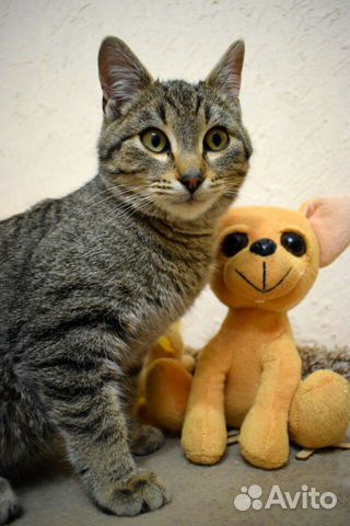 Котенок в дар 4.5 мес мальчик