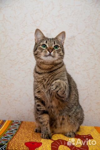 Нужен дом молодой кошечке Марысе