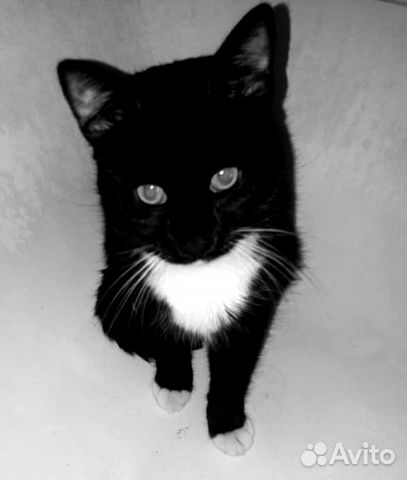 Кокосик. Очень нужен дом