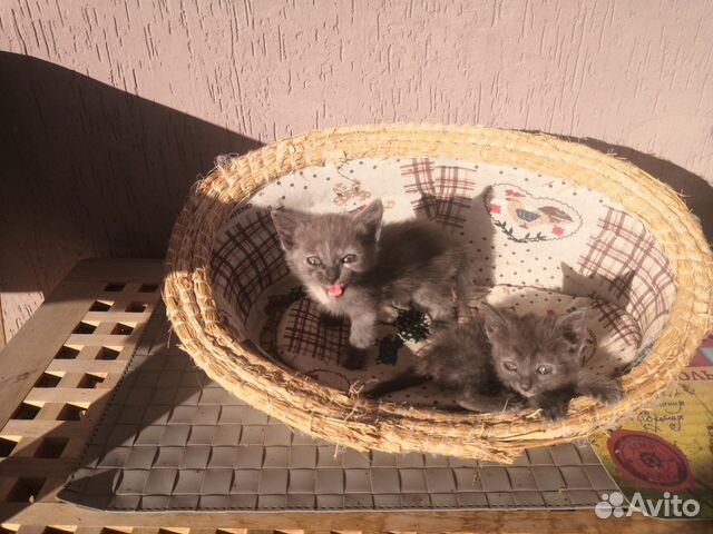 Сибирские котята