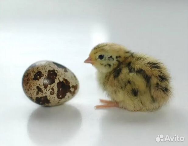 Яйцо инкубационное