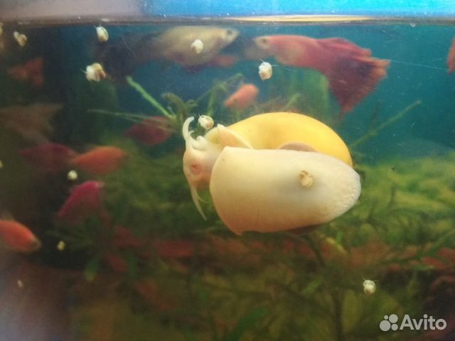 Улитки ампулярии