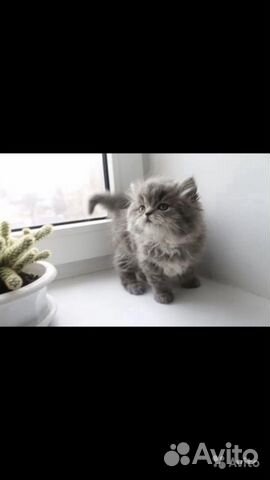 Продаю котят