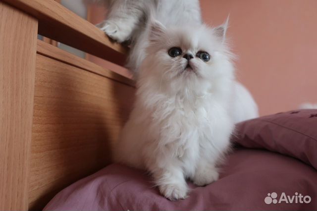 Персидская шиншилла кошечка