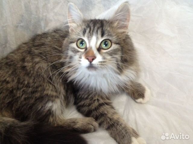 Котенок-девочка Крошка, 5 месяцев, сибирская