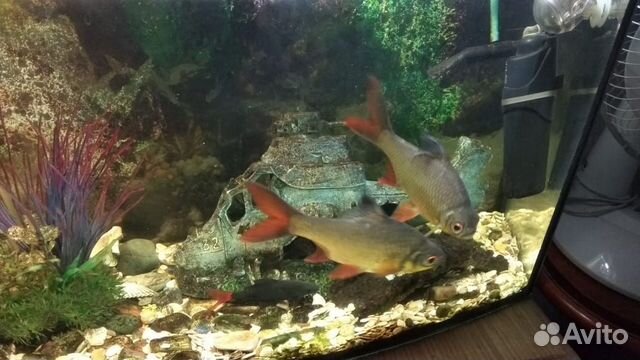 Рыбки-Огненный барбус (14см)