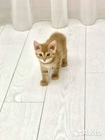 Котёнок мальчик 1,5 месяца