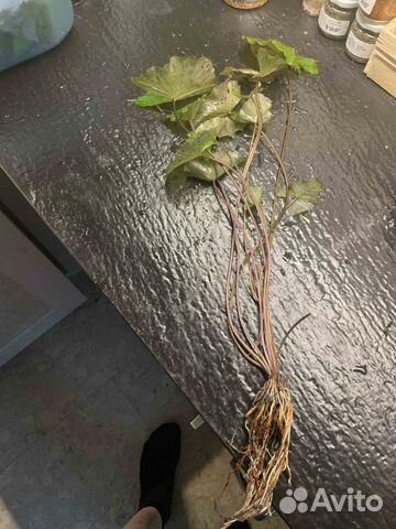 Кувшинки аквариумные(нимфеи) - тигровая и рудге