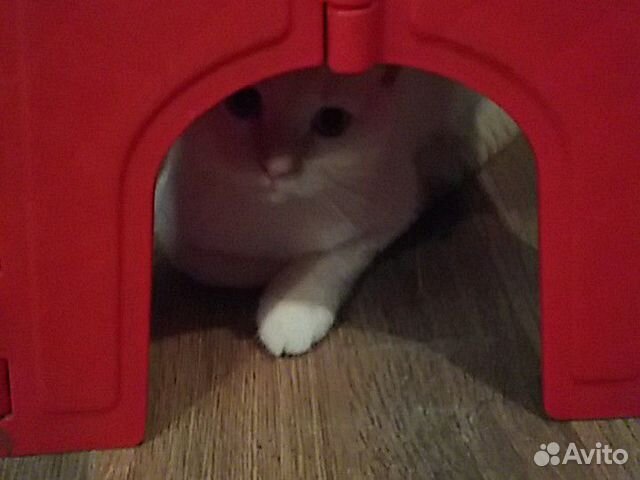 Котенок кот родился 6 сентябрч