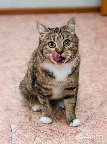 Фруша-сладкая булочка с сдобным характером