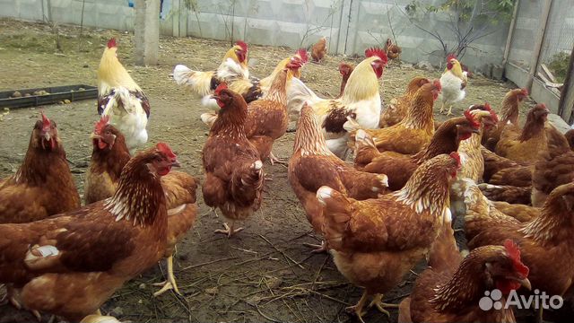 Цыплята «Ломан Браун»