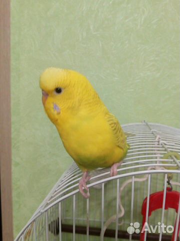 Корелла, волнистые попугаи