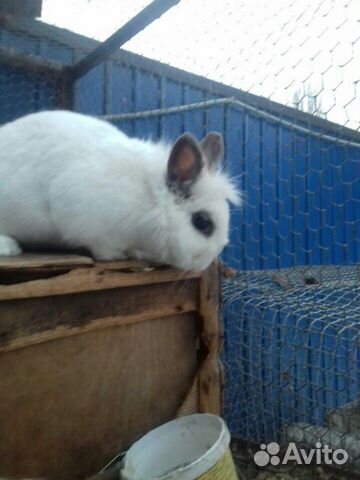 Декоративный кролик