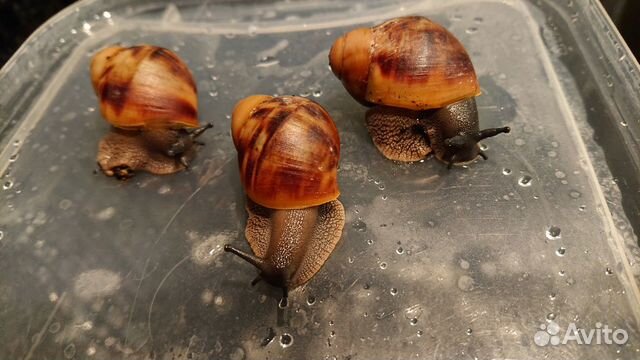 Улитка маргината маргината