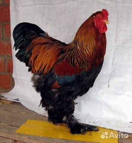 Цыплята син син дянь, брама