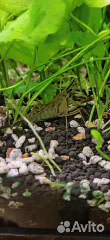 Пресноводные креветки