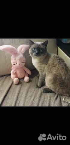 Кот-таец