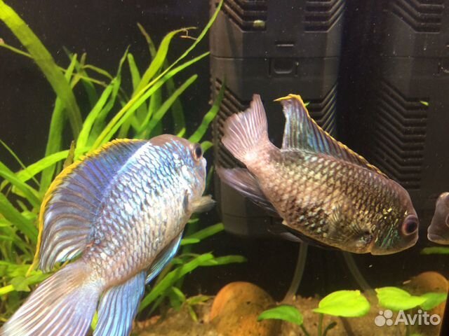 Акара неоновая