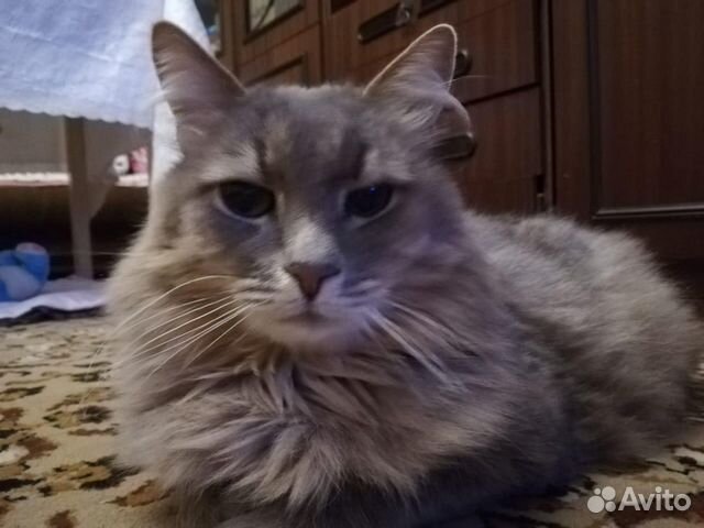 Кот в добрые руки