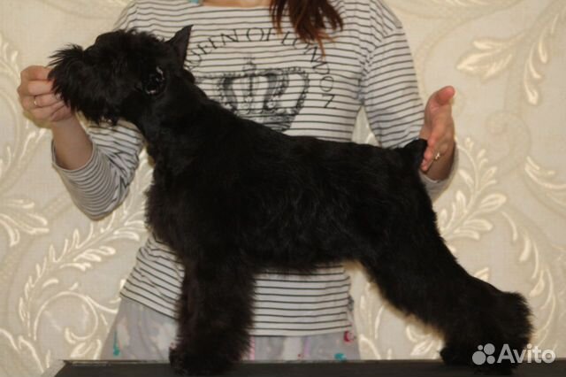 Щенок цвергшнауцер черный (девочка)