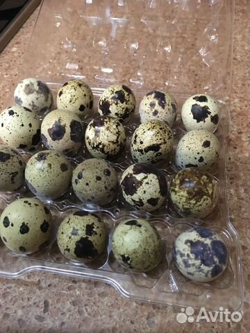 Яйцо инкубационное перепелиное