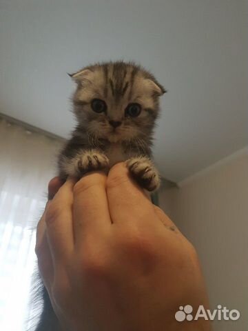 Шотландская