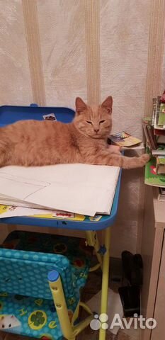 Рыжий котенок мальчик Персик 4мес.персикового окра