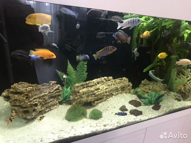 Аквариум 500 л