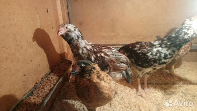 Инкубационное яйцо породных кур