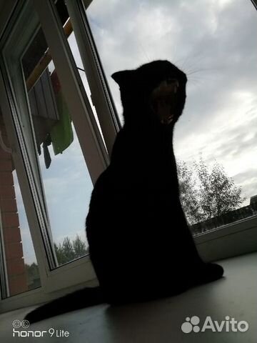 Продаётся годовалый кот, чистокровный шотландец, з