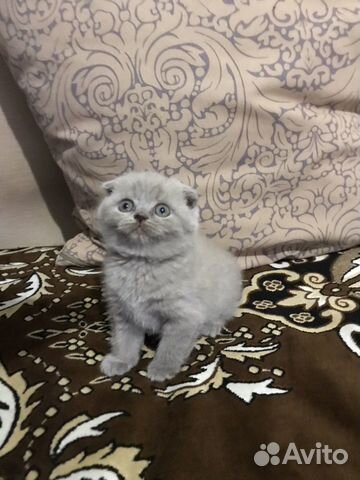 Шотландские котята