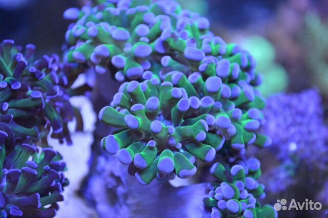 Эуфилия молоточковая коралл для морского аквариума