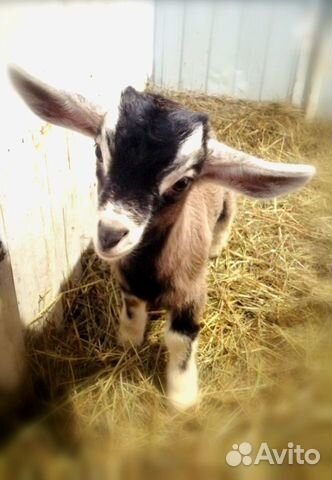 Козлики-камерунцы