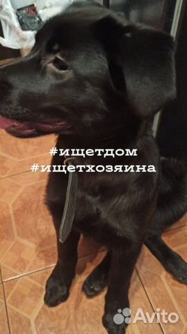 Щенок в добрые руки