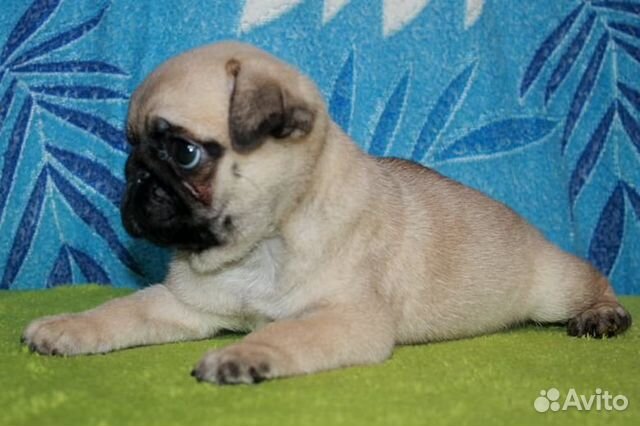 Шикарный мопсик от Чемпионов