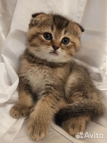 Шотландские котята