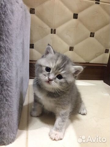 Шотландская кошка