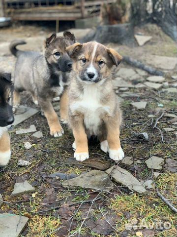 Отдам в заботливые руки