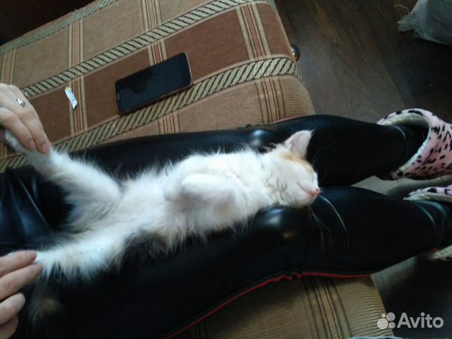 Трёхцветная кошечка, Турецкая Ангора