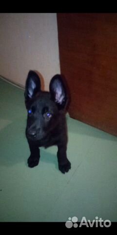 Шикарный кобелек немецкой овчарки 2 месяца