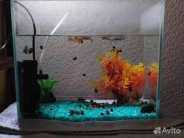 Аквариум с рыбками