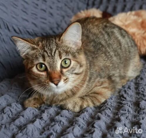 Пуговка отдам в добрые руки