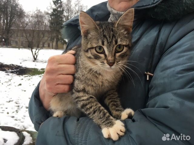 Котенок Тигра 5 мес