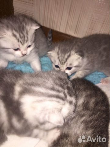 Животные кошки